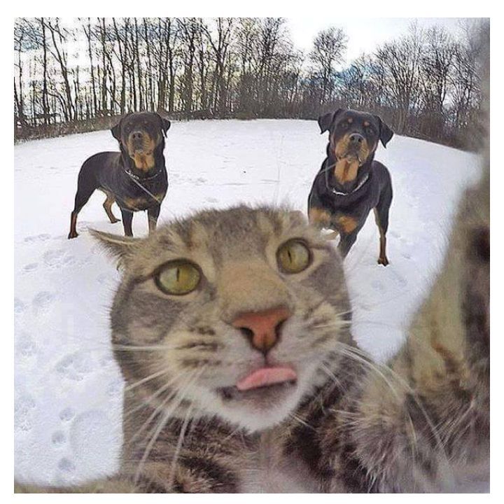 [เสี่ยภพสยบแมว] " แมนนี่ Manny " แมวเซลฟี่ Cr. catdumb.com