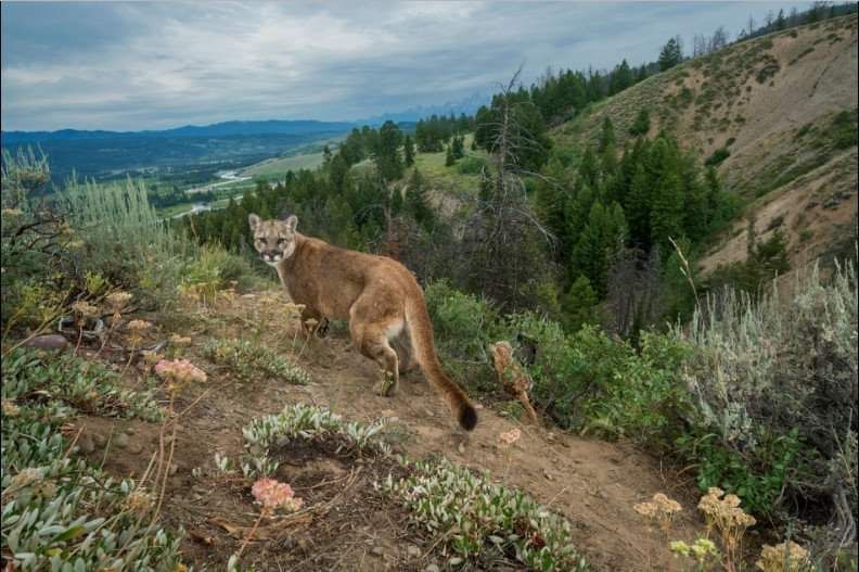 [Save Wildlife & Forest ] เสือพูม่าตะวันออก (Eastern Puma) ถูกประกาศ ...