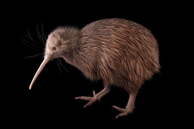 [Save Wildlife & Forest ] นกกีวี (Kiwi) กำลังวิวัฒนาการถอยหลัง !!! นก ...