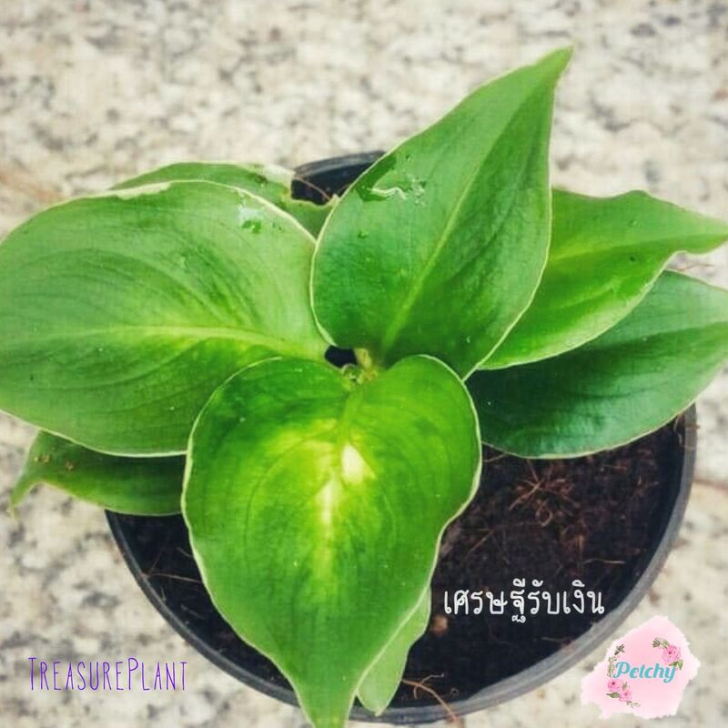 [Petchy] ต้นไม้มงคล