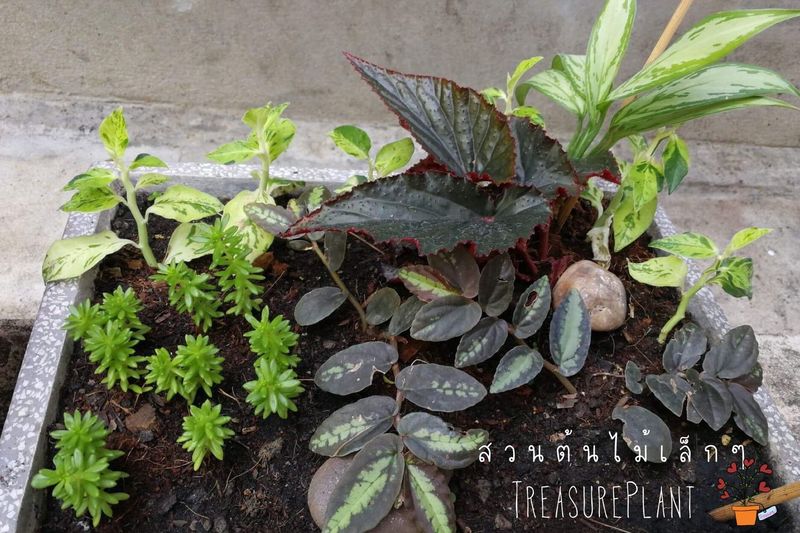 [Petchy] ต้นไม้น่ารัก 🌴☘️🌿🌳🍃🍀🌱