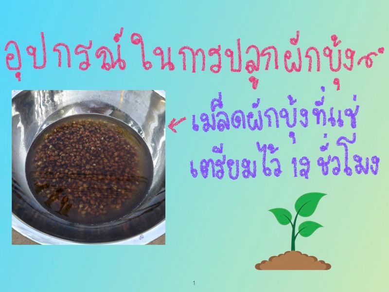 [Petchy] กิจกรรมยามว่างปิดเทอม ของเด็กๆ เรามาเพาะผักบุ้งกันค่ะ 🏖🏡🏕⛰ ...