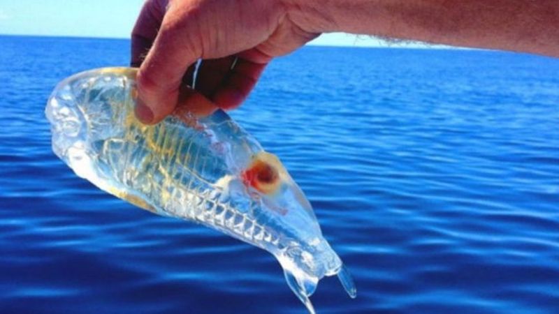 [World animals ] มารู้จักกับ "salp" เจ้าปลาลดโลกร้อน! salp หรือ ซาล์ป ...