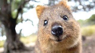 [คลังความรู้] 🐿"รู้จักควอกก้า ผู้ที่ไม่เคยมีความทุกข์อยู่ในหัวใจ"🐿🐿🐿 "ค ...