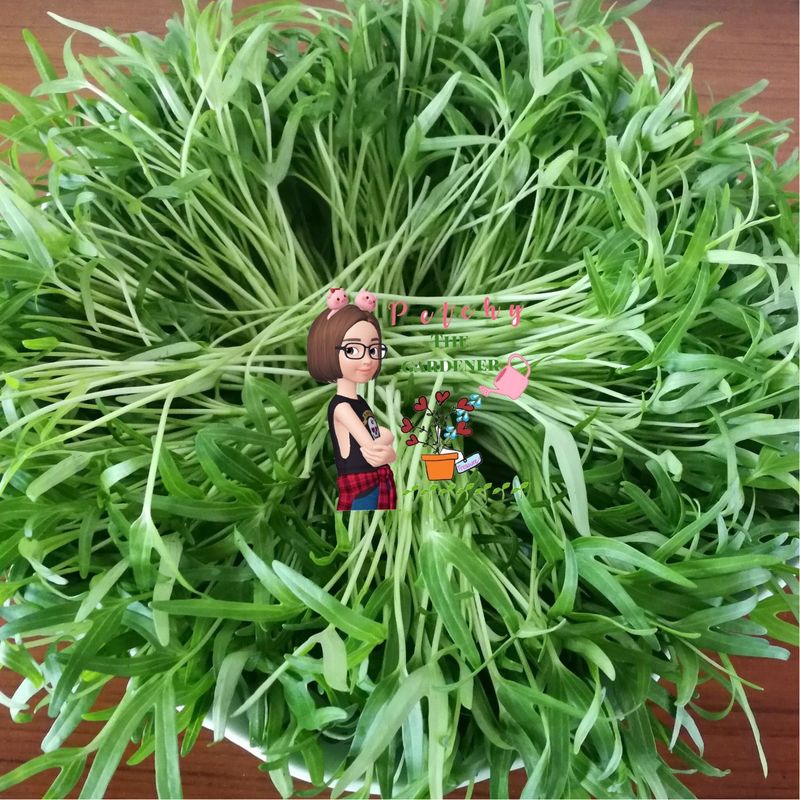 [Petchy] ผักบุ้งออแกนิค ผักบ้านๆ มีประโยชน์สำหรับทุกคนจ้า