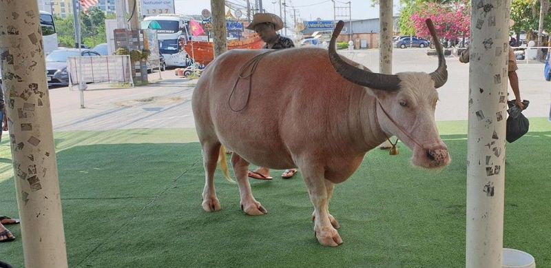 [17 YEARS LATER] Buffalo taro 😅