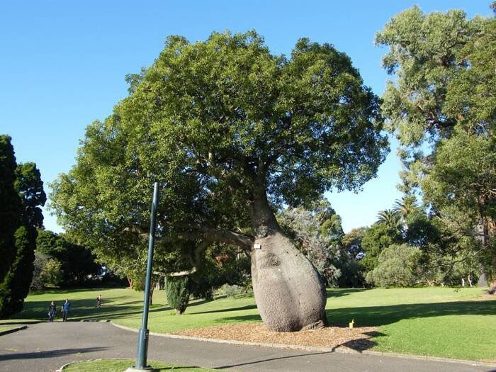 [Seedforest] Bottle tree ต้นขวด ของฝากที่ระลึกริมถนนโรมา ที่ รัฐควีนส์ ...