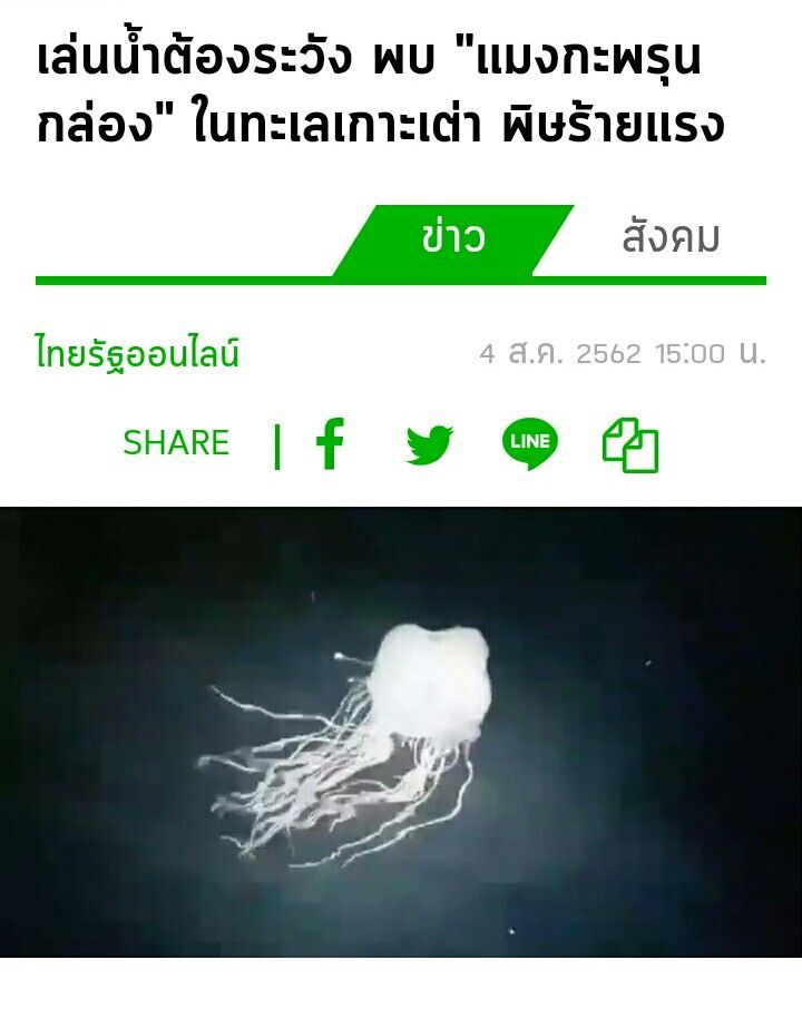 [BETTERCM] แมงกะพรุน 🎇"แมงกะพรุนกล่อง" ชนิด Chironex sp. มีหลายสาย พิษ ...