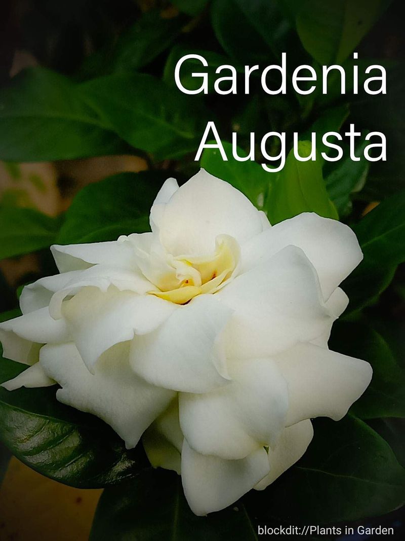 [Plants in Garden] 001🌱Gardenia Augusta ดอกพุดบานเดือนสิงหา ประเดิม ...