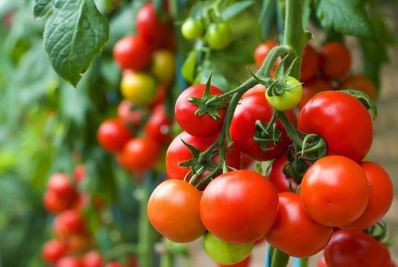 [เกร็ดที่เราอาจไม่รู้ (knowledge)] ##มะเขือเทศ (Tomato) มีถิ่นกำเนิด ...