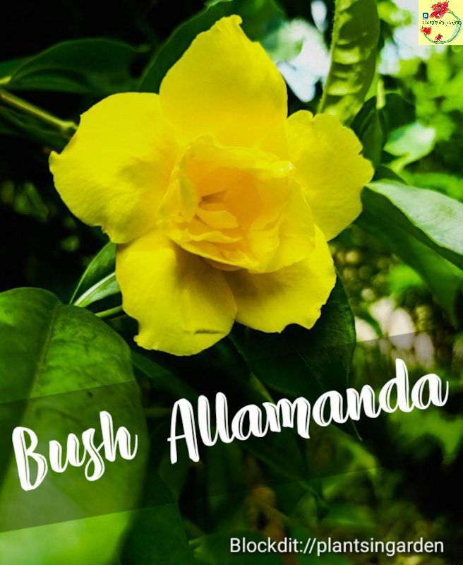[Plants in Garden] 019🏵️Bush Allamanda🏵️ บาน..นะจ๊ะ..บุรี บานบุรี มี ...