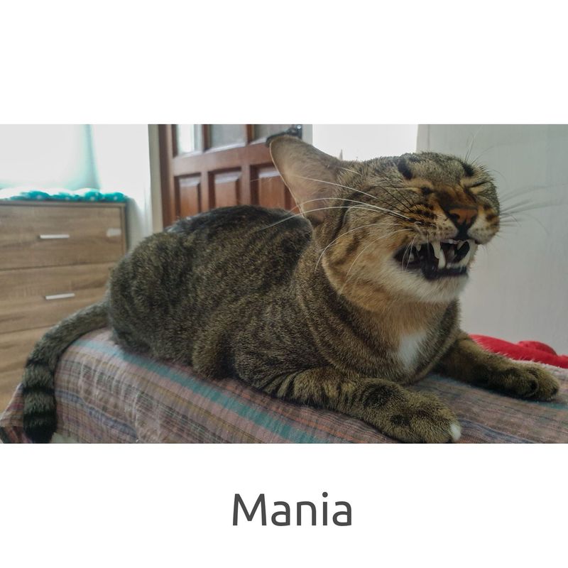 [คุยกับแมว..รู้เรื่อง?!?] Bipolar Cat or Me ?!? ⛑โรคไบโพลาร์ (Bipolar ...