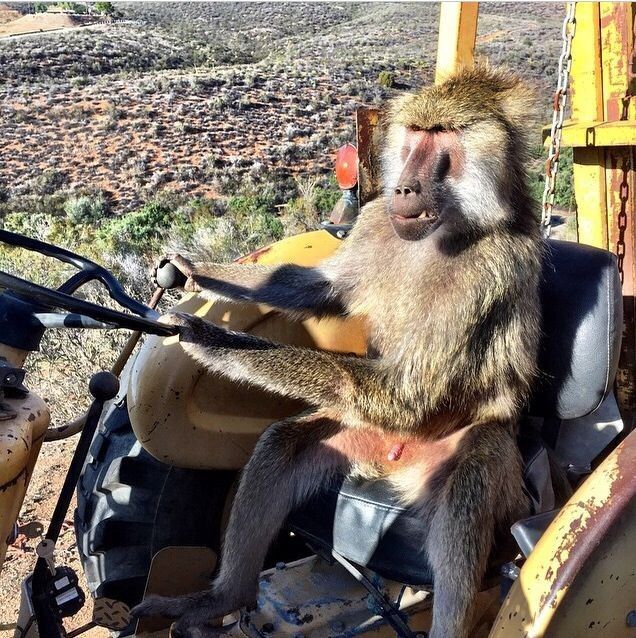 [ผมก็ว่าอย่างนั้น] แล้วคุณจะทึ่ง!!! กับ Jack the baboon ลิงบาบูนตัวแรก ...
