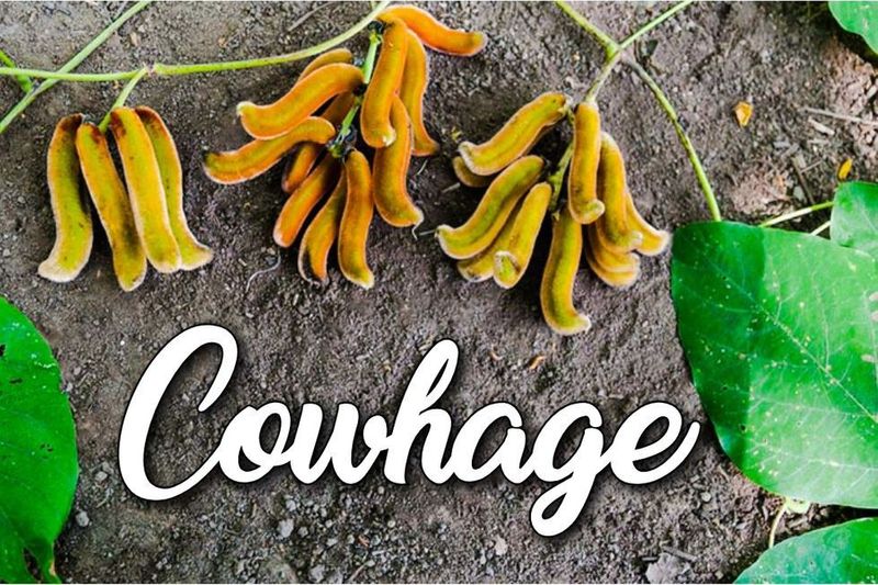 [Plants in Garden] 031🌱Cowhage🌱 คนหน้ามุ่ย...เพราะหมามุ่ยมันทำให้คัน ...