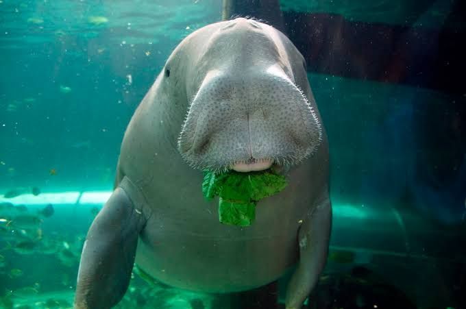 [ส่องสัตว์ ] พะยูน ไม่ใช่ปลานะ!!! แต่เป็นสัตว์ เลี้ยงลูก ด้วย นม พะยูน ...