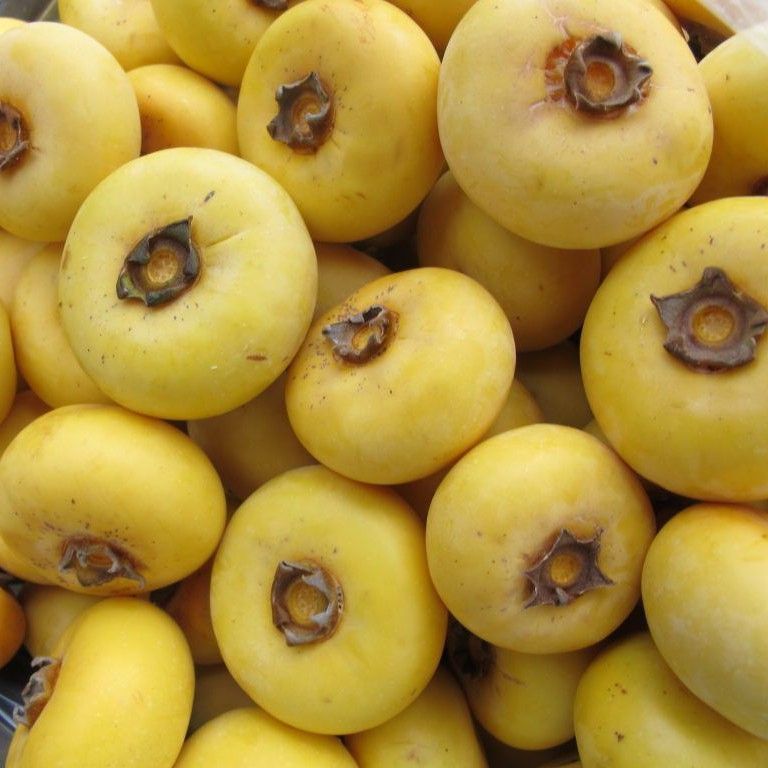 [Plants in Garden] 038🌿Gold apple 🌝..." อิน-จัน"...ไม่ได้เป็นแค่ชื่อของ ...