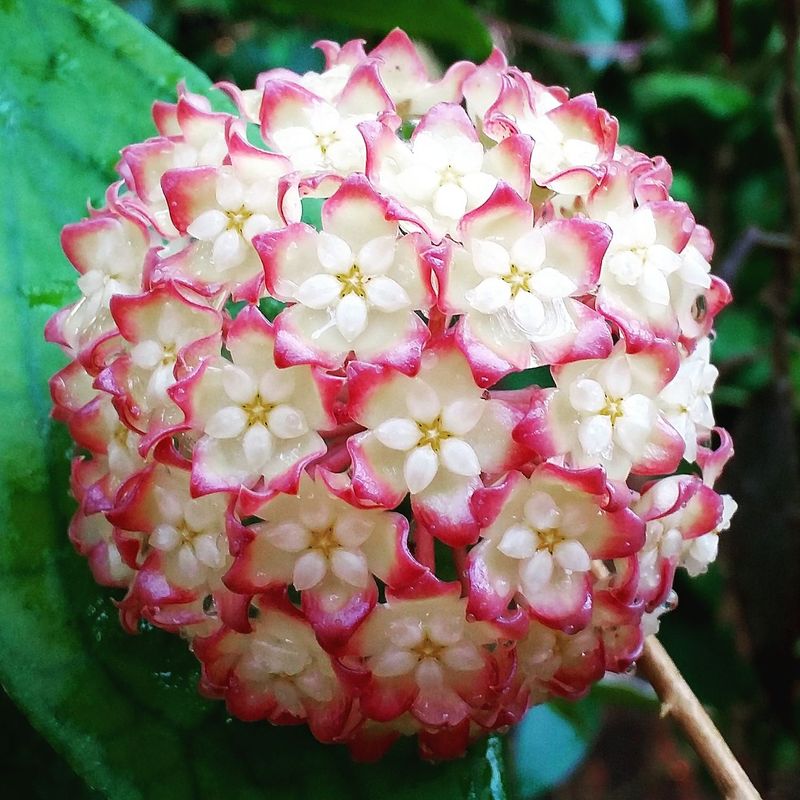 [GuggiG] @Hoya@ Hoya jennifer ดูแล บำรุง ใส่ใจ...ผลที่ได้