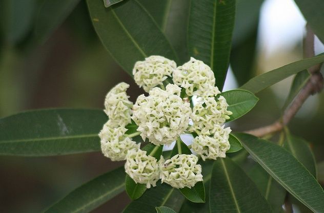 [Plants in Garden] 041🌱Devil Tree🌱ต้นไม้ปีศาจศัตรูที่รักของฉัน "ลมอ่อน ...