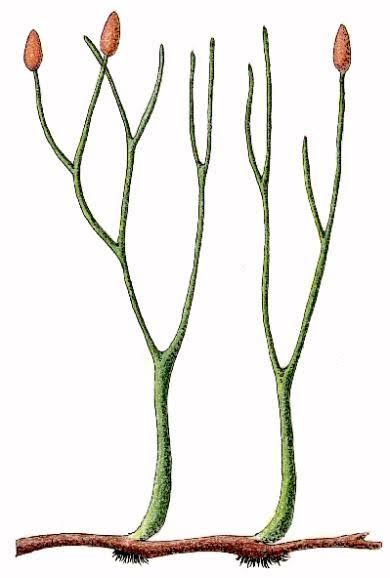 [Sally] พืชมีท่อลำเลียงแรกเริ่ม (Early Vascular Plants) โครงกะหร่องยกพล ...