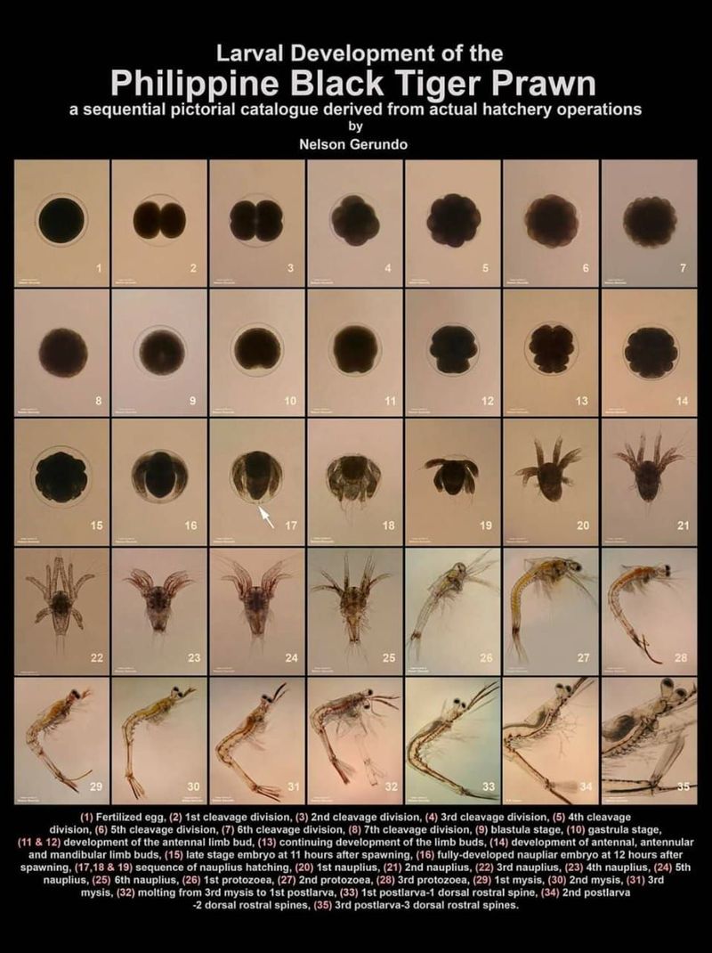 [Mr. Shrimp] ระยะต่างๆของกุ้งตั้งแต่ไข่ถูกผสมจนเป็นลูกกุ้งวัยอ่อน ...