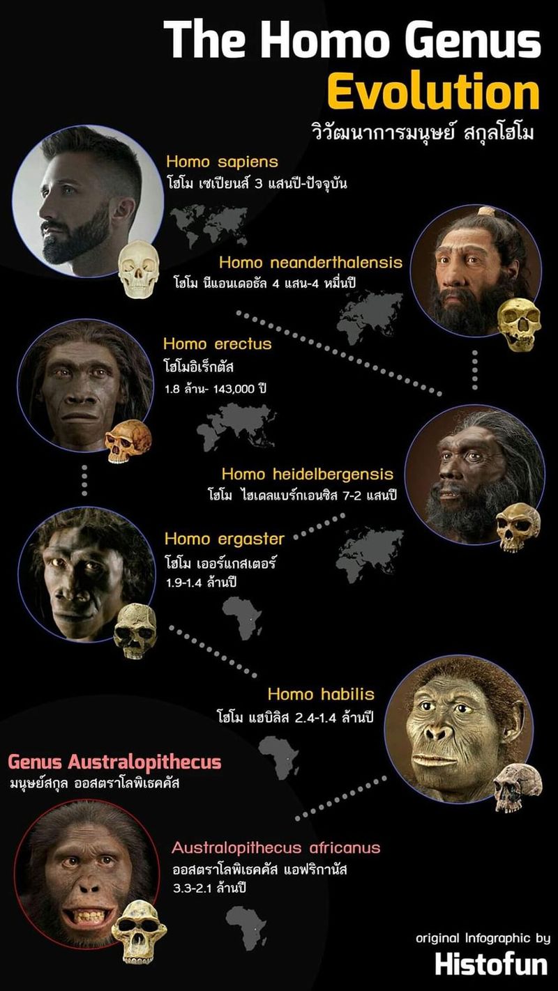[Histofun Deluxe] • วิวัฒนาการมนุษย์สกุลโฮโม (The Evolution of Homo ...