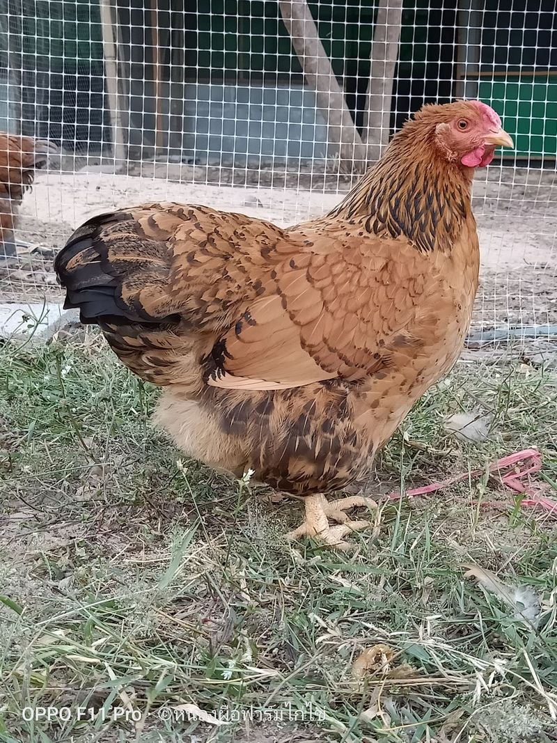[101chickenfarm] Buff Columbian Wyandotte ไก่ไข่วายดอตต์ สีบัฟโคลัม ...
