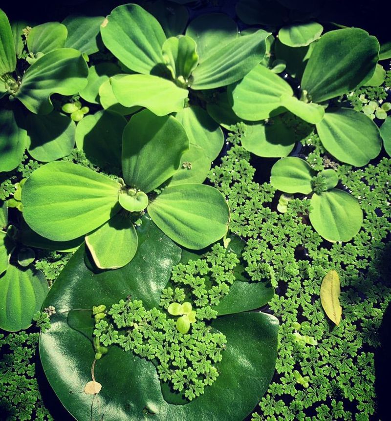 [Jacky Peeradol] เคร