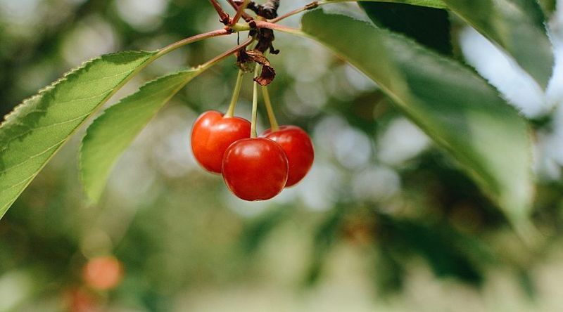 [Tblock] Cherry-pick แปลว่าอะไร? Cherry-pick= การเลือก หรือ คัดสรรเอา ...