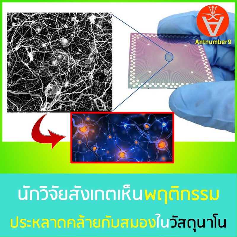 [Antnumber9] --"นักวิจัยสังเกตเห็นพฤติกรรมประหลาดคล้ายสมองในวัสดุนาโน ...