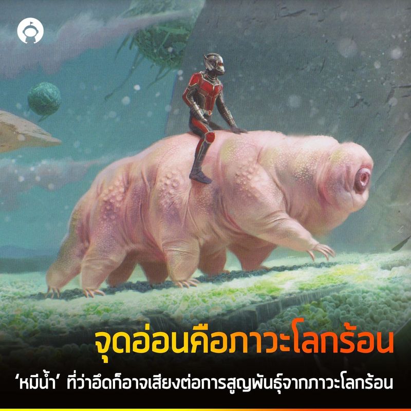 [Flagfrog] หมีน้ำ (Tardigrades) เป็นสัตว์ไม่มีกระดูกสันหลังตัวจิ๋ว มีขนาดอยู่ระหว่าง 0.3 ถึง 0.5 ...
