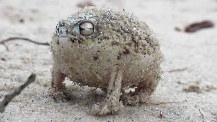 [Timeless History (ประวัติศาสตร์ไร้กาลเวลา)] Desert Rain Frog กบสุดคิ้ว ...