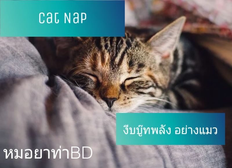 [หมออัฑฒ์ แพทย์ทางไกล] 🍀cat nap งีบบู๊ทพลังอย่างแมว🍀 หมอยาท่าBD งีบ ...