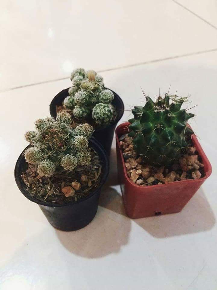 [Mook Pornsawan] จุดเริ่มต้นเล็กๆ สู่การค้นพบ Passion ของตัวเอง! ต้นปีที่แล้วมุขตัดสินใจลองซื้อ ...