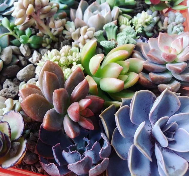 [Mook Pornsawan] 3 ประโยชน์ที่มุขได้รับจากการ...เลี้ยงไม้อวบน้ำ 🌵 (1) เยียวยาความหดหู่ เคยไหมคะ ...