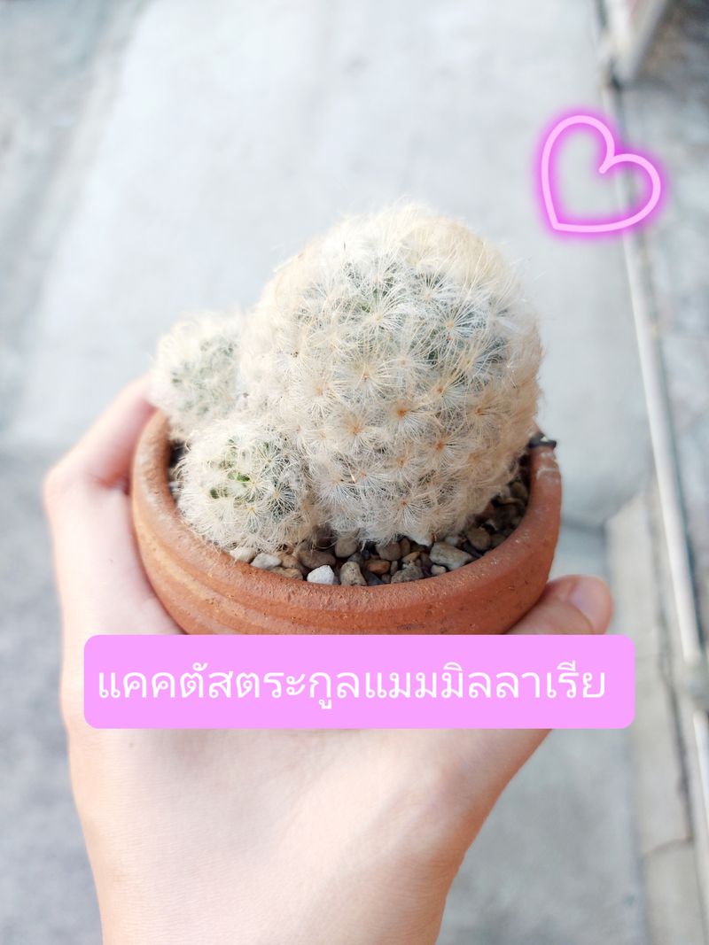 [Mook Pornsawan] แคคตัสตระกูลแมมมิลลาเรีย สำหรับสายหวาน ! ถ้าพูดถึงตระกูลแมม (มิลลาเรีย) สิ่งแรก ...