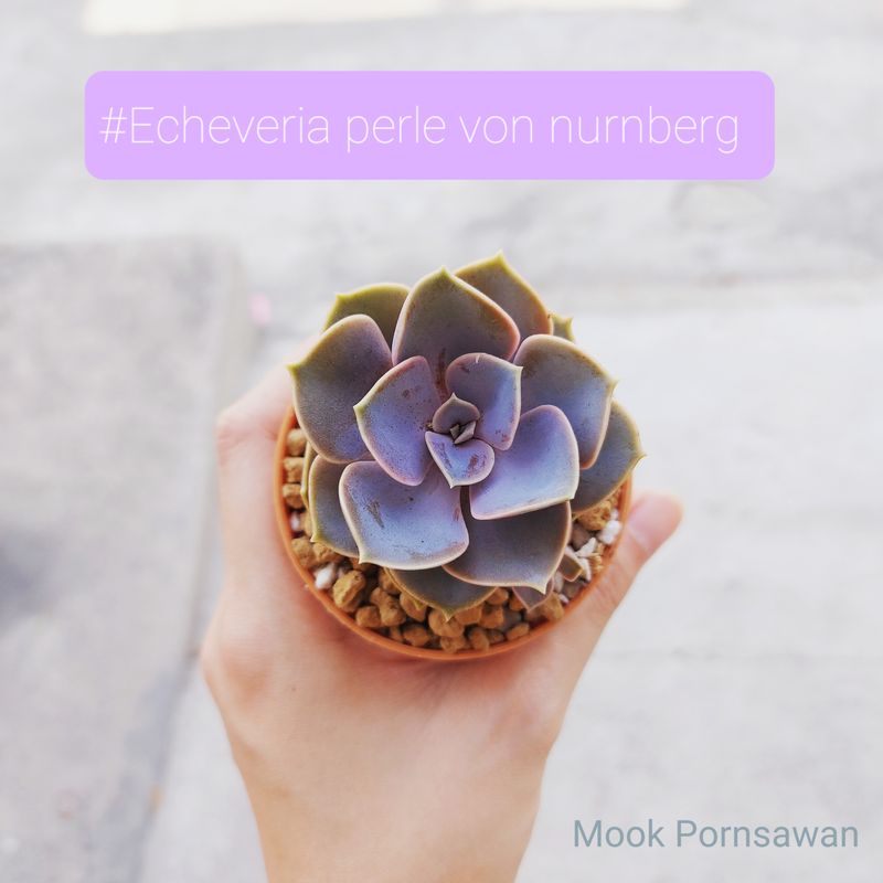 [Mook Pornsawan] วันนี้เอาชื่อ กุหลาบหิน สวยๆ มาฝากเพื่อนๆค่ะ ต้นนี้ชื่อ Echeveria perle von ...
