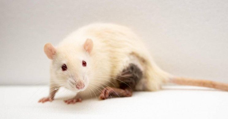 [Antfield] อนาคตของการเปลี่ยนถ่ายอวัยวะ? 😃 เมื่อนักวิทยาศาสตร์สามารถ ...