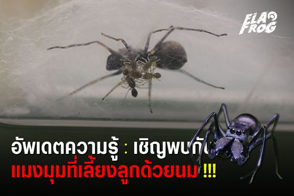 [Flagfrog] ไม่เชื่อก็ต้องเชื่อนะครับทุกคน…เพราะมันมีอยู่จริง ขอเชิญพบ ...