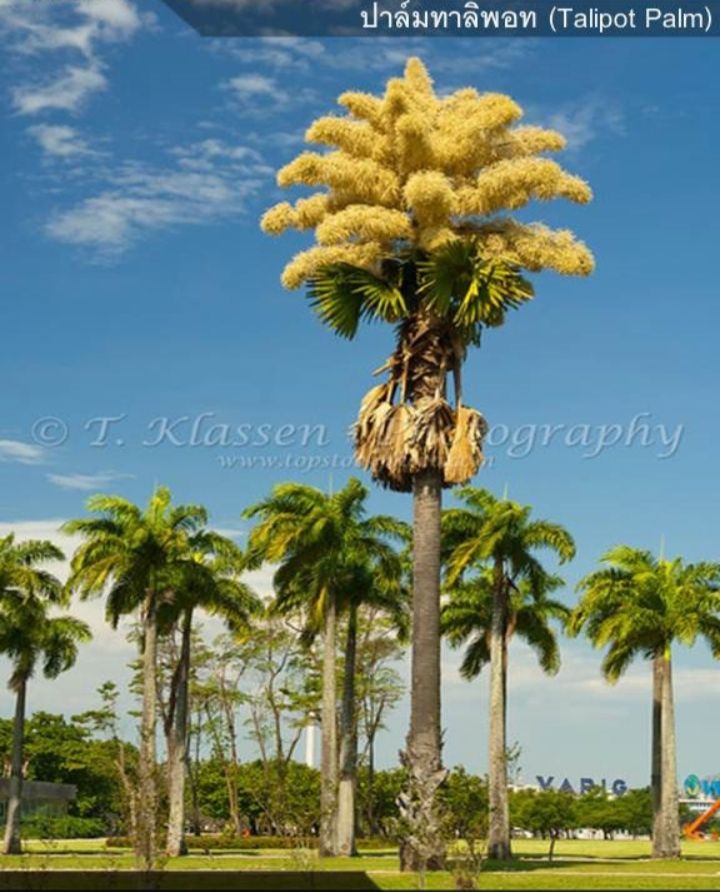 [วิทยาศาสตร์น่ารู้] เรื่องน่ารู้ทางวิทยาศาสตร์ ชีวิตในความตาย ต้นปาล์ม ...