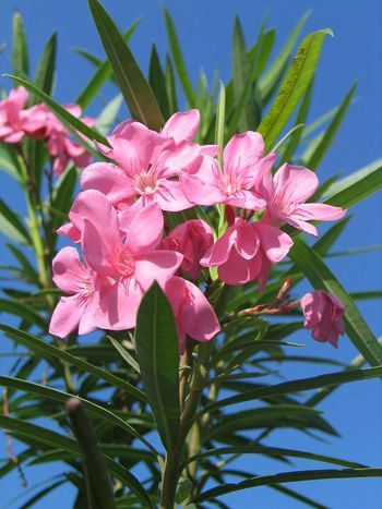 [Suchitra Choochun] เป็นความรู้ดีนะค่ะ