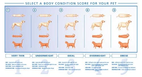 [อยากเป็นสัตวแพทย์] #2 เคยได้ยินคำว่า Body condition score (BCS) ใน ...