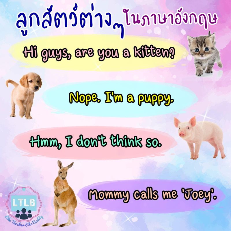 [Like Teacher Like Buddy] ลูกสัตว์ต่างๆ ในภาษาอังกฤษ 🐷🐻🐶🐮 สวัสดีค่ะ ชาว ...