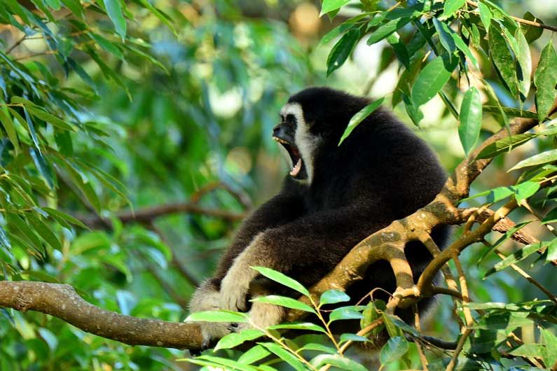 [จวนกั๋นไปแอ่ว] Flight of the Gibbon เชียงใหม่ เริ่มสถานที่แรกด้วยการพา ...