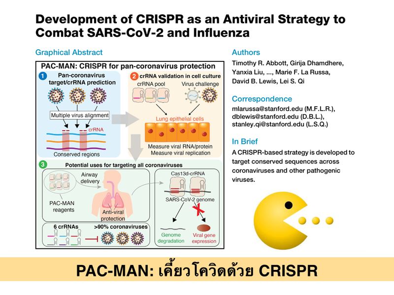 [Biology Beyond Nature: ชีววิทยาเหนือธรรมชาติ] PAC-MAN: เคี้ยวโควิดด้วย ...