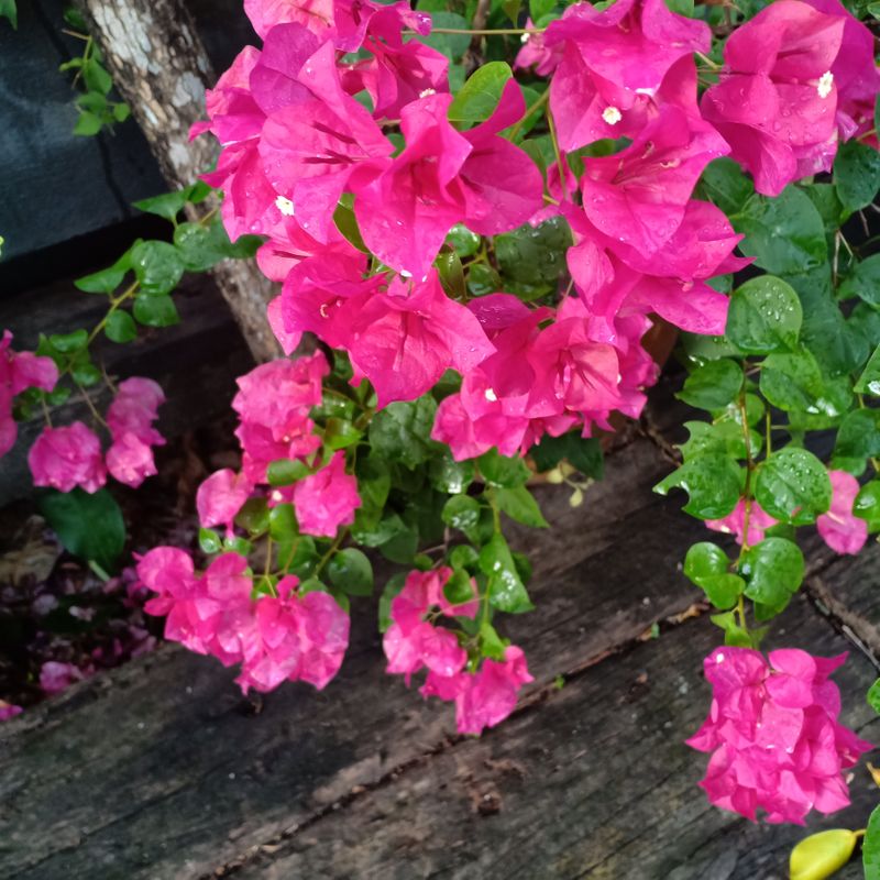 [Kittiya อยากบอก] วันที่4 พฤษภาคม 2563 สายงานของดิฉันยังไม่เปิด (คืองาน ...