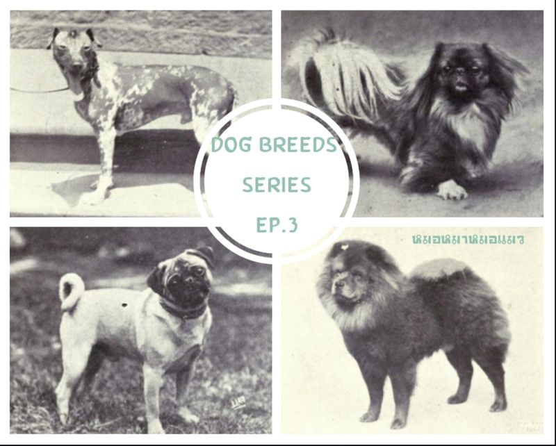 [หมอหมาหมอแมว] Dog breeds series Ep.3 สุนัขในอดีต หลังจากยุคปฏิวัติ ...