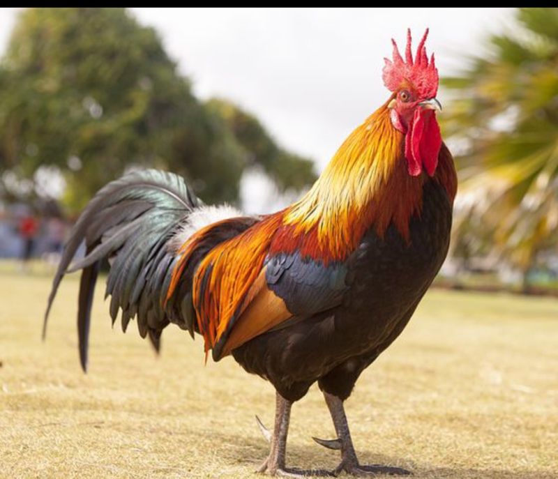 [Dr. TC] ใช้คนให้ถูกกับงาน เรื่องจริง นำไปใช้ได้ผลทุกยุค ทุกสมัยค่ะ