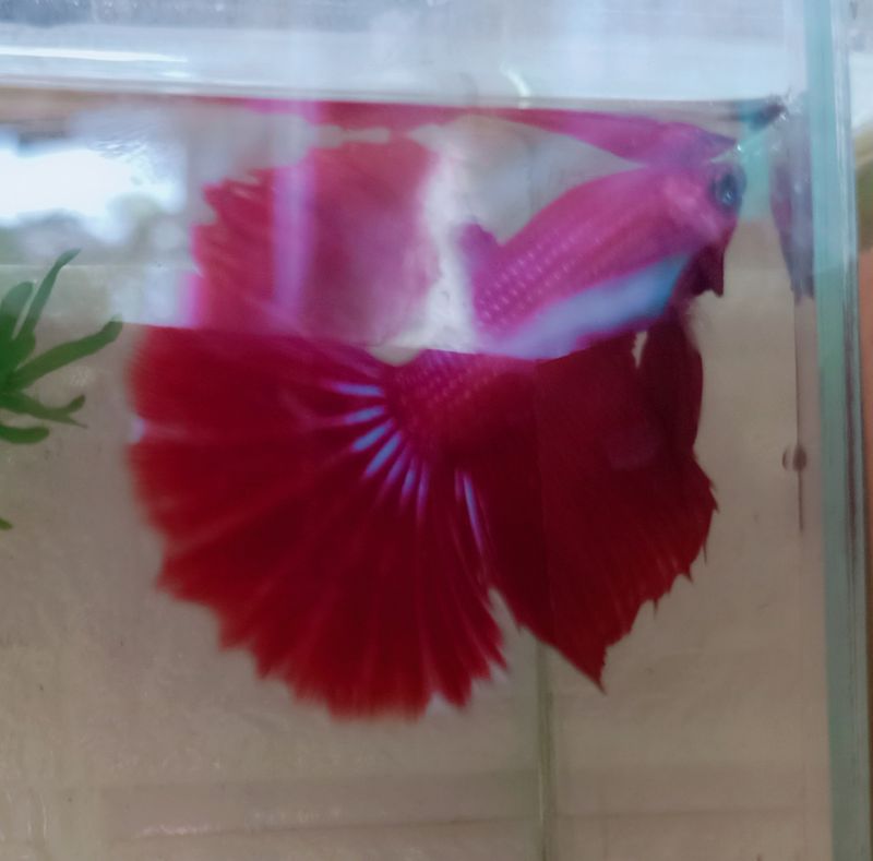 [AorAr Fish 's Condo & Betta Splendens.] Half-moon Betta sale now. From ...
