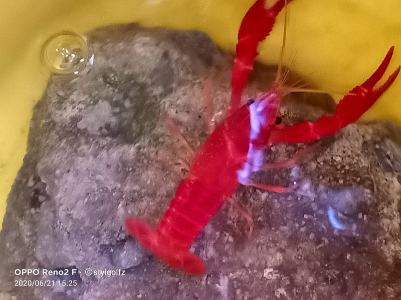 [AorAr Fish 's Condo & Betta Splendens.] Available now on around the ...