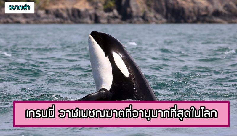 [อยากเล่า] เกรนนี่ วาฬเพชฌฆาตที่อายุมากที่สุดในโลก สวัสดีครับเพื่อน ๆ ...